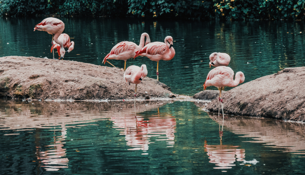 Flamingo's in Bronx Zoo - New York - Reis&Co